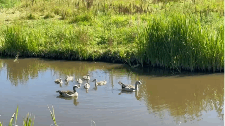 Van gans in de lucht naar gans op je bord – Streek44.nl